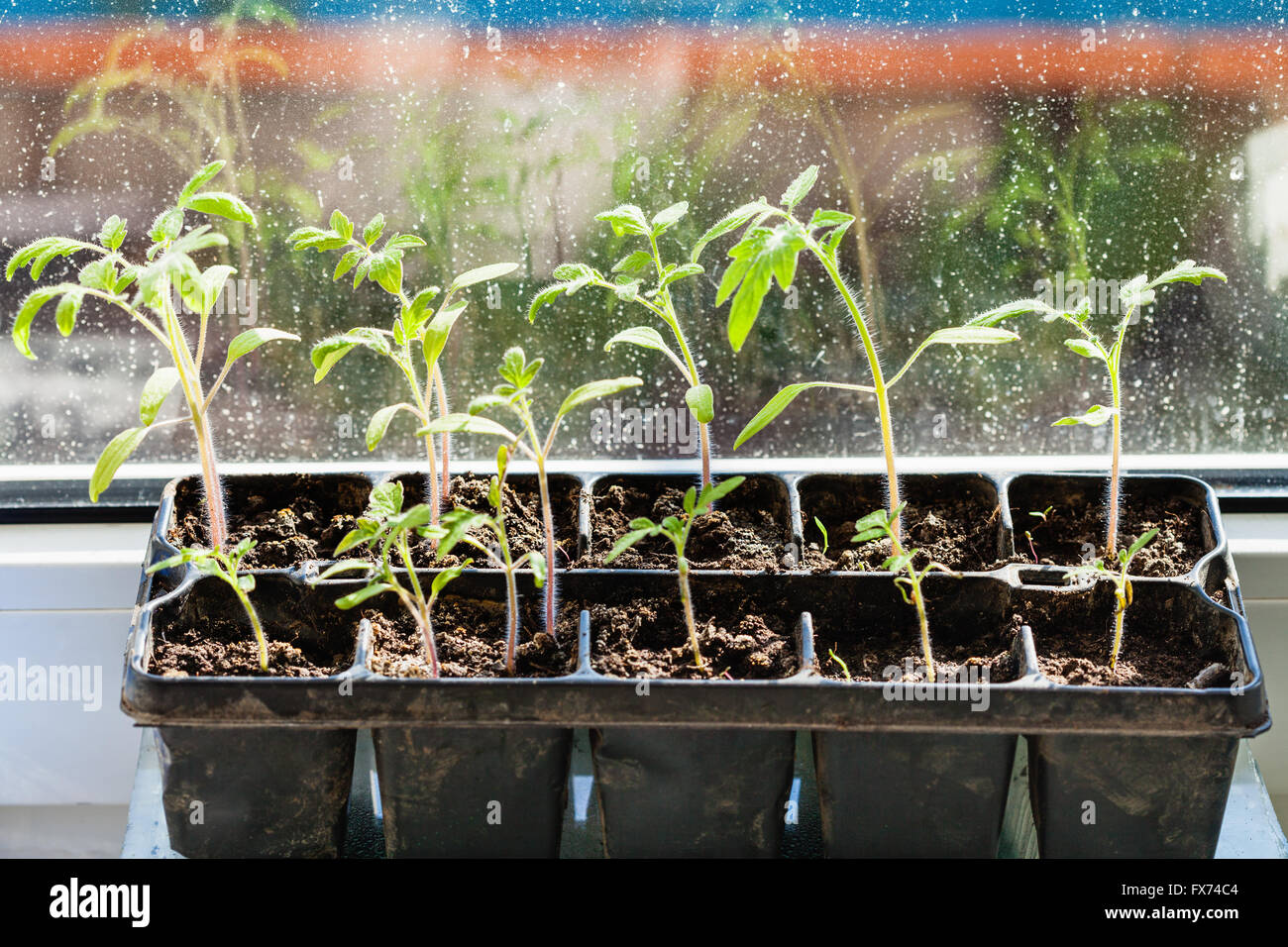 container with tomato plant seedlings on window sill Stock Photo - Alamy