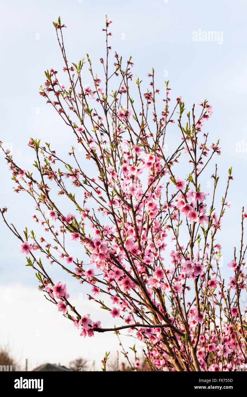 flowering peach tree with gray sky background in spring evening Stock ...
