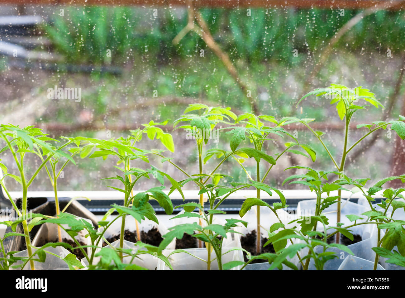 young sprouts of tomato plant in plastic boxes on window sill Stock ...