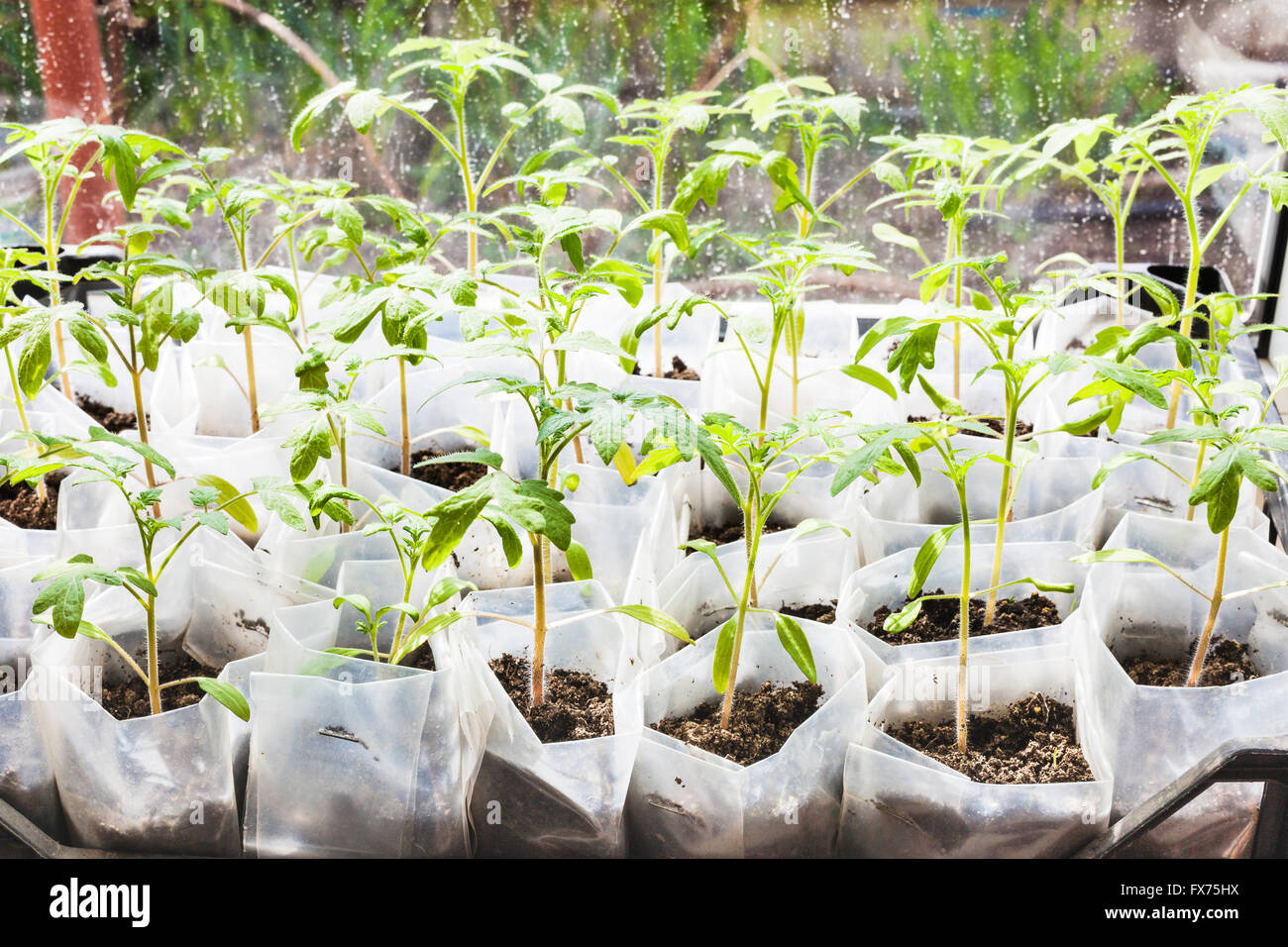 green sprouts of tomato plant in plastic boxes in glasshouse Stock ...