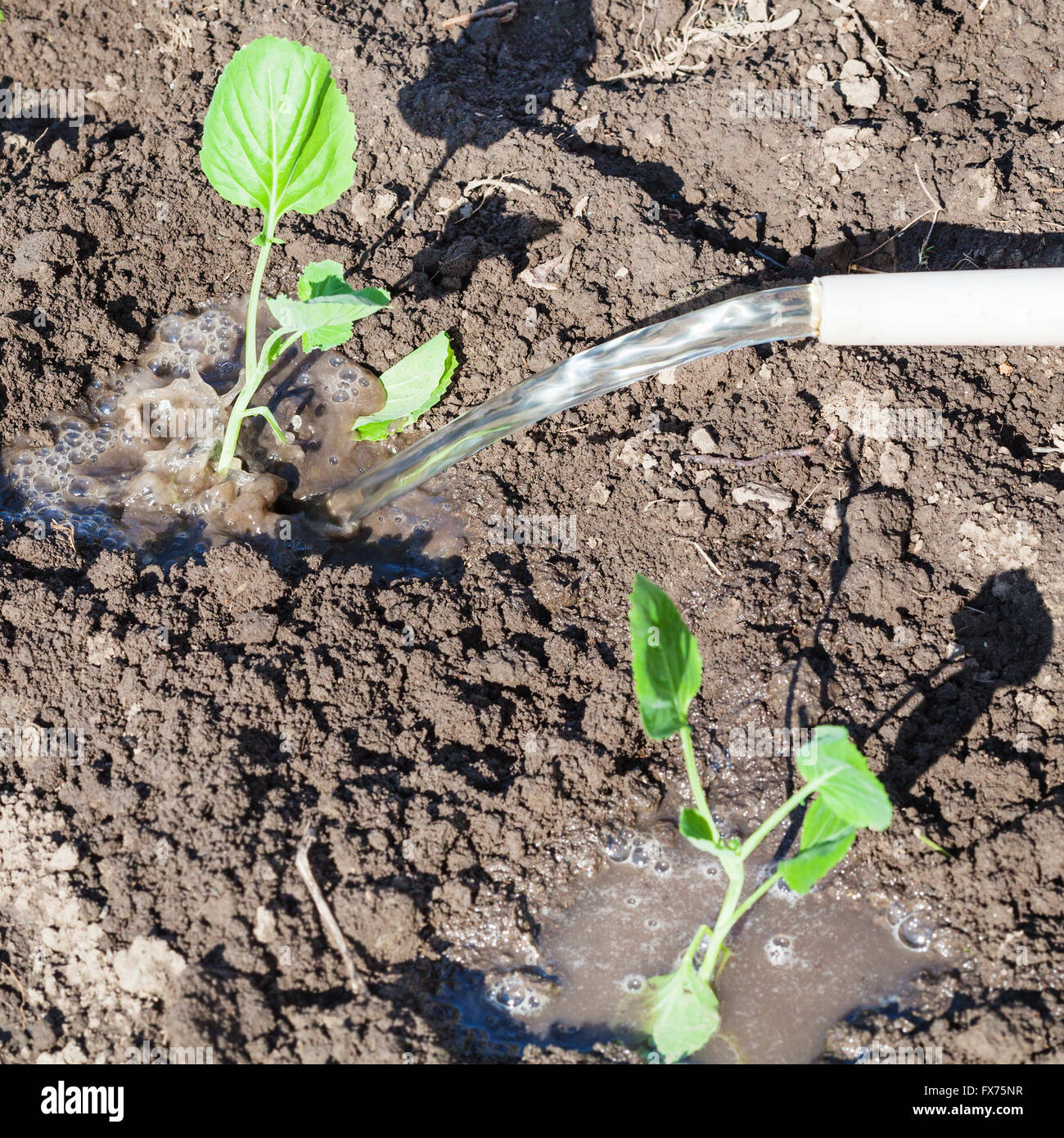 planting vegetables in garden - cabbage shoots watered with water from ...