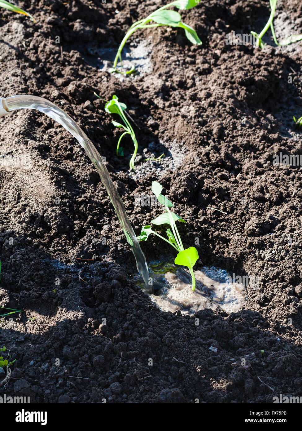 planting vegetables in garden - watering of cabbage young shoots in ...