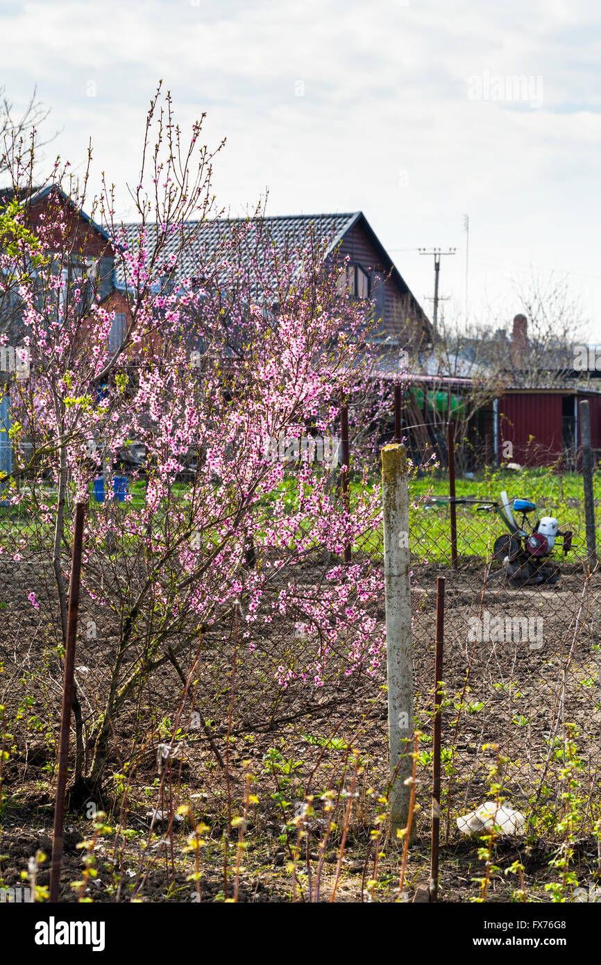 Peach tree in backyard hi-res stock photography and images - Alamy