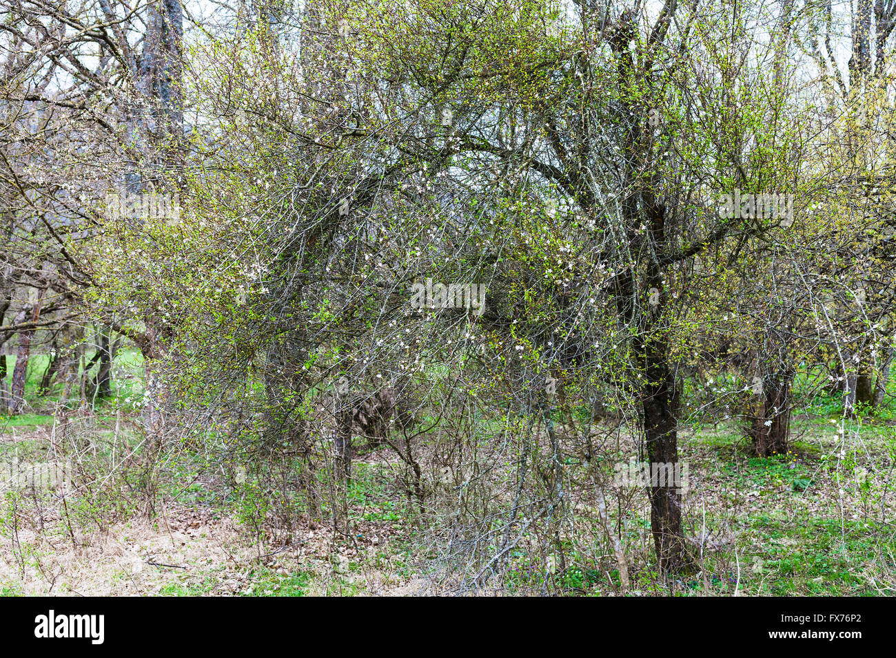 flowering acacia tree in the Caucasian mountains in spring Stock Photo ...