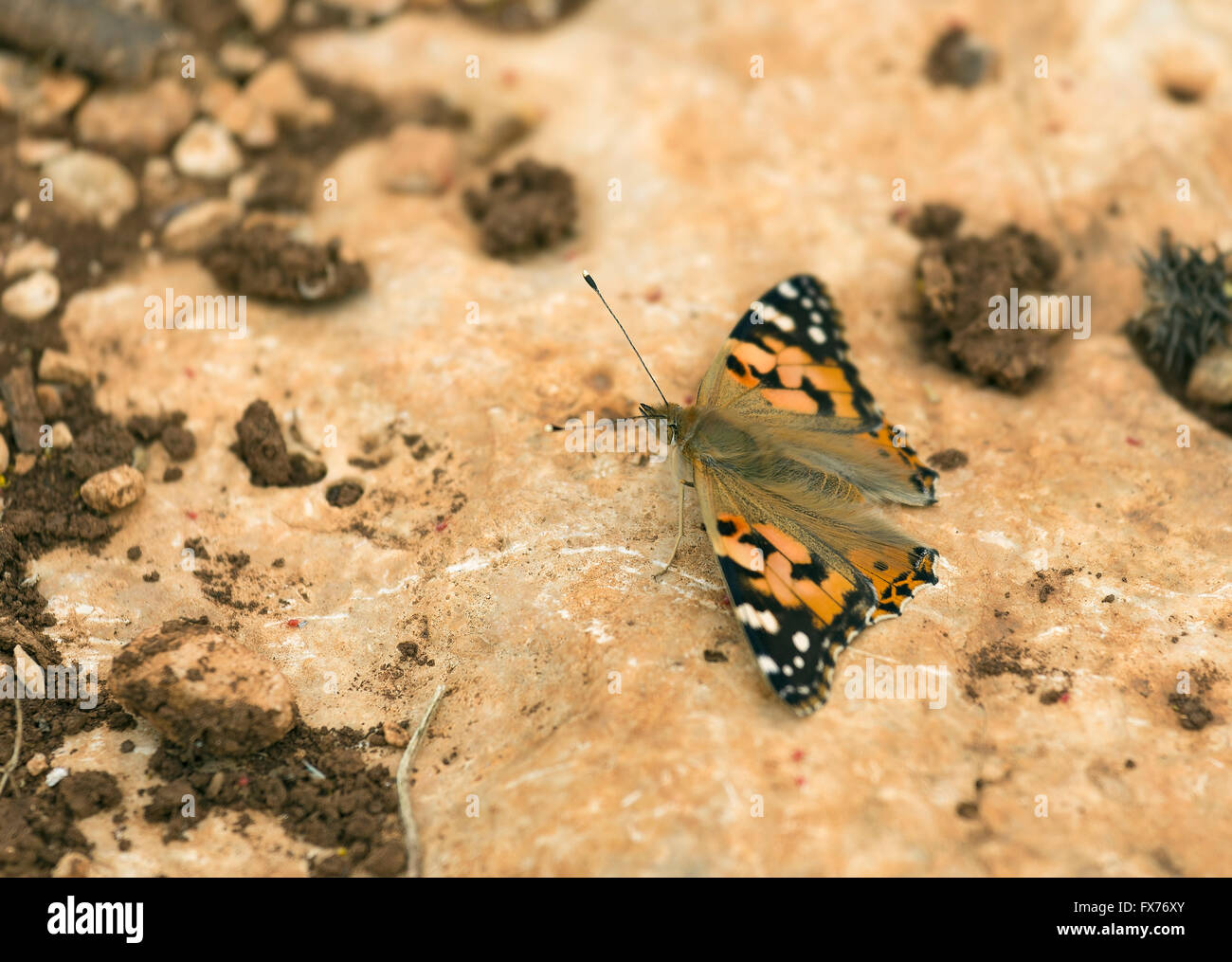 Urticaria hi-res stock photography and images - Alamy