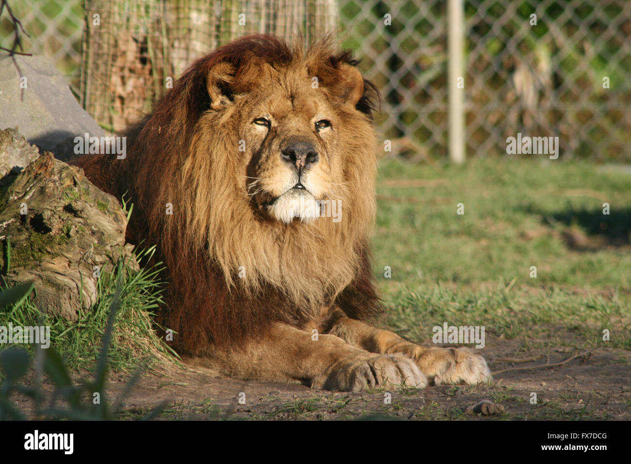 A lion in a zoo (France Stock Photo - Alamy