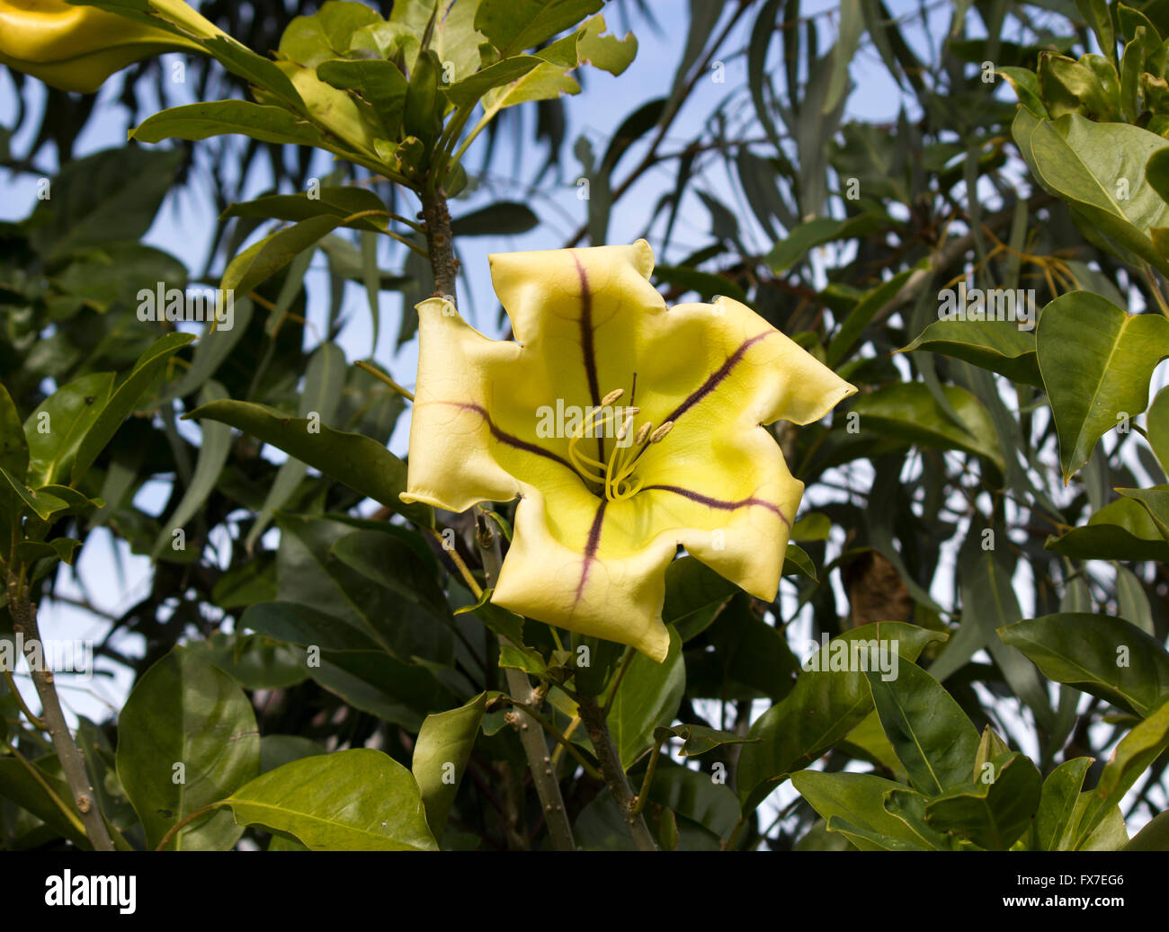 Large yellow flower of Solandra maxima, Cup of Gold Vine, Golden ...