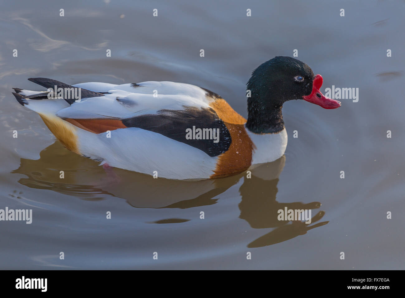 Common Shelduck at Slimbridge Stock Photo - Alamy