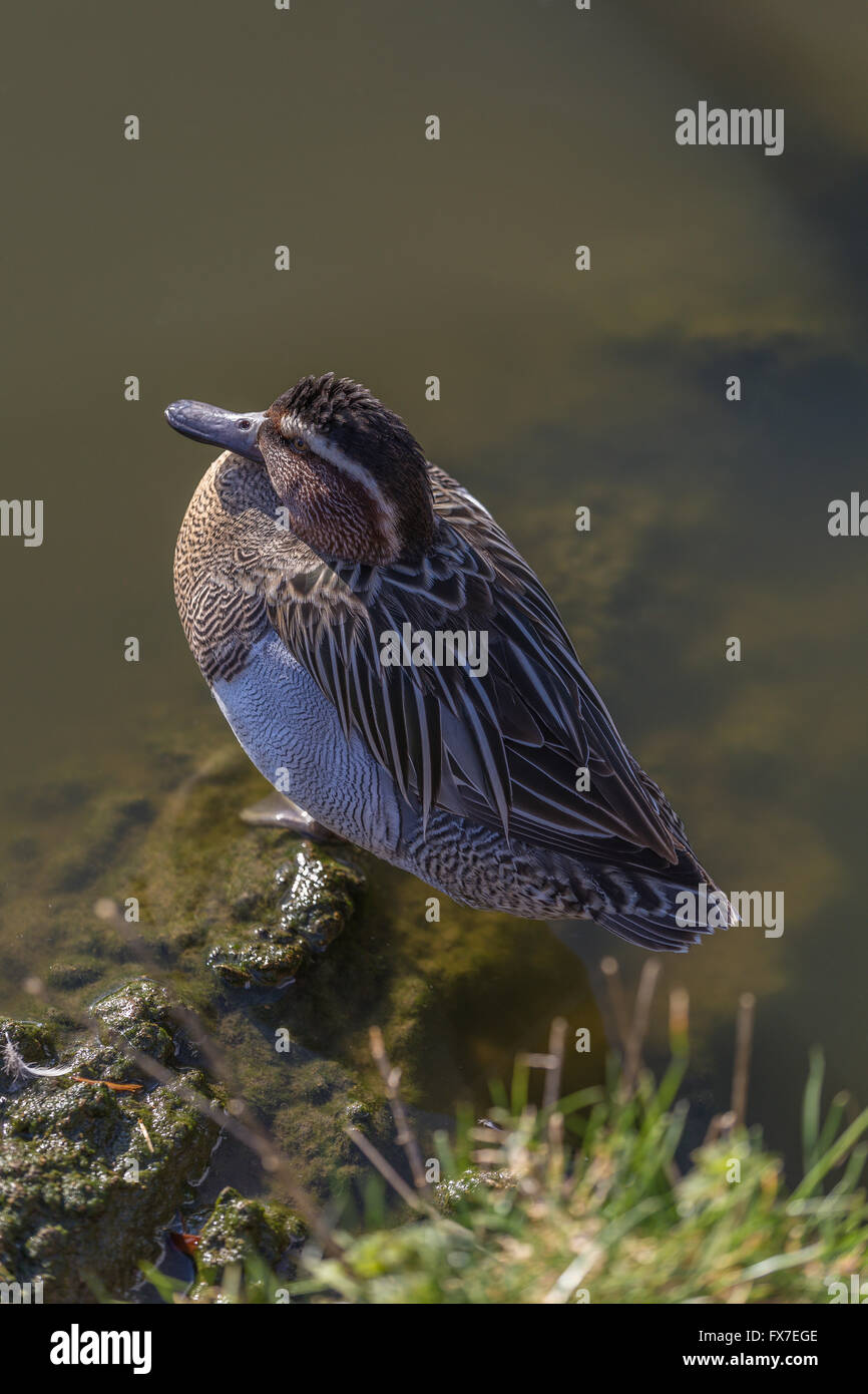 Garganey at Slimbridge Stock Photo - Alamy