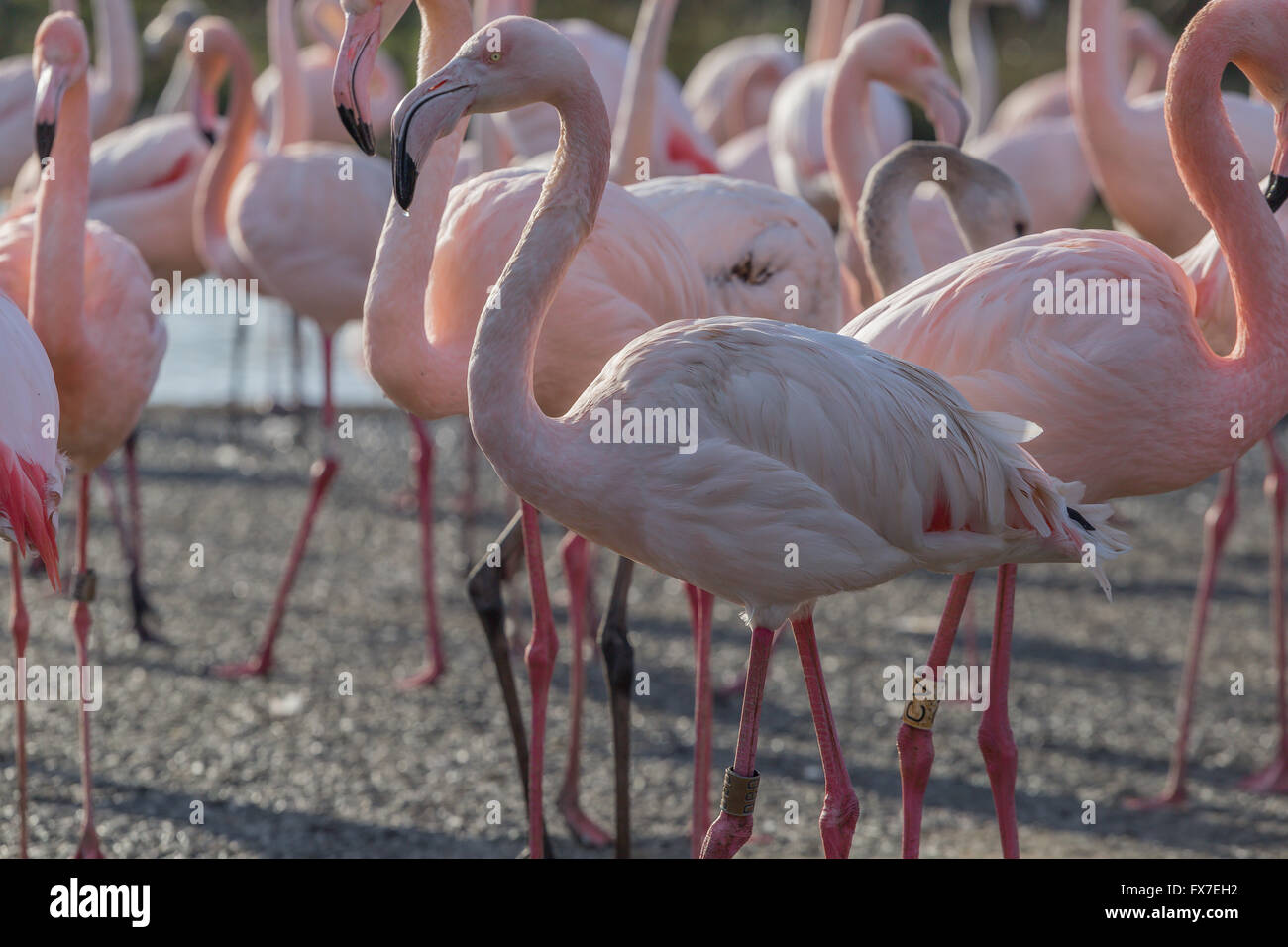 Greater Flamingo at Slimbridge Stock Photo - Alamy