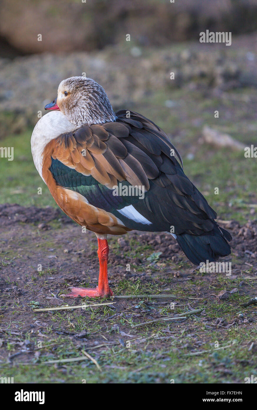 Orinoco Goose at Slimbridge Stock Photo - Alamy