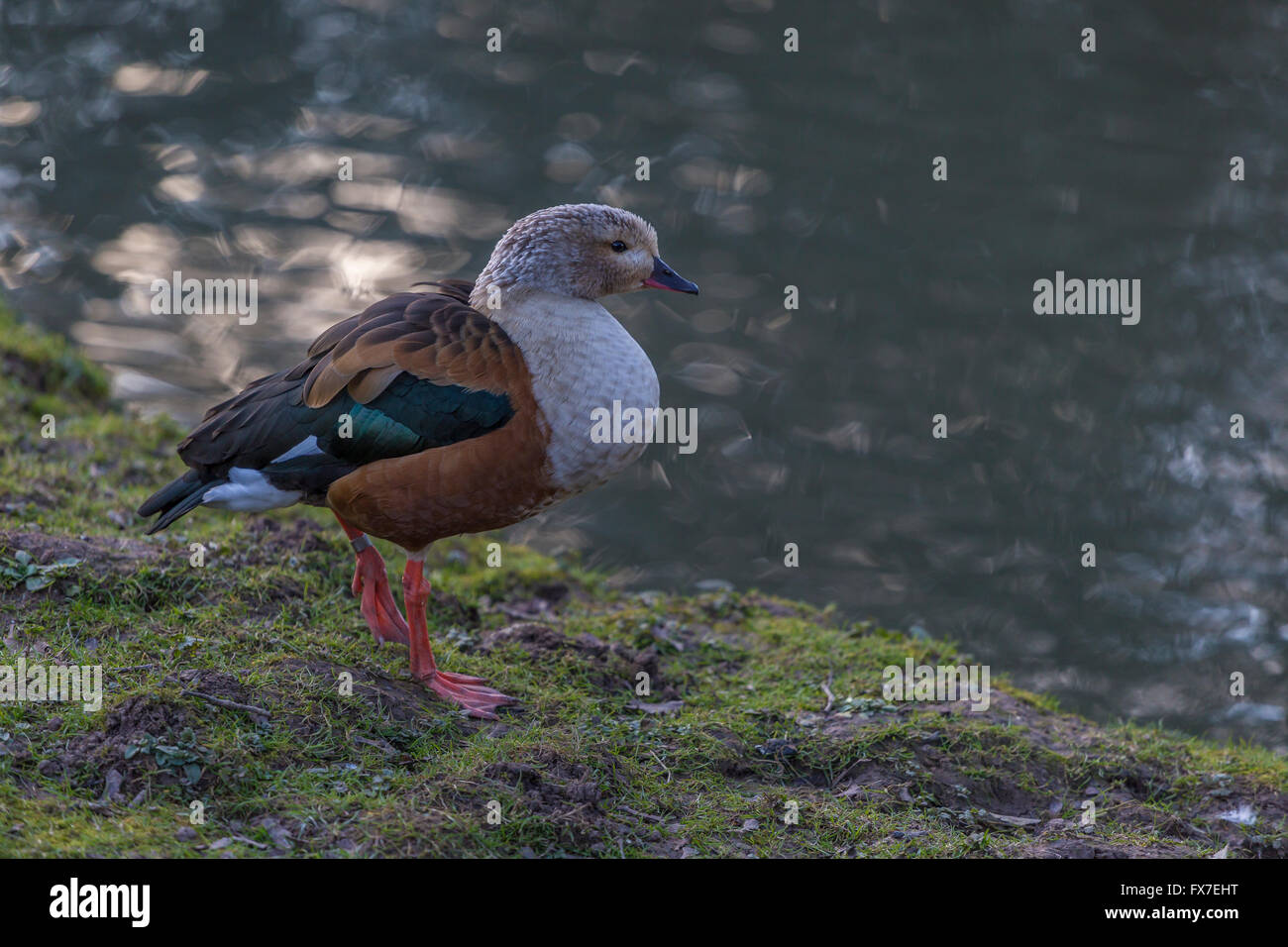 Orinoco Goose at Slimbridge Stock Photo - Alamy