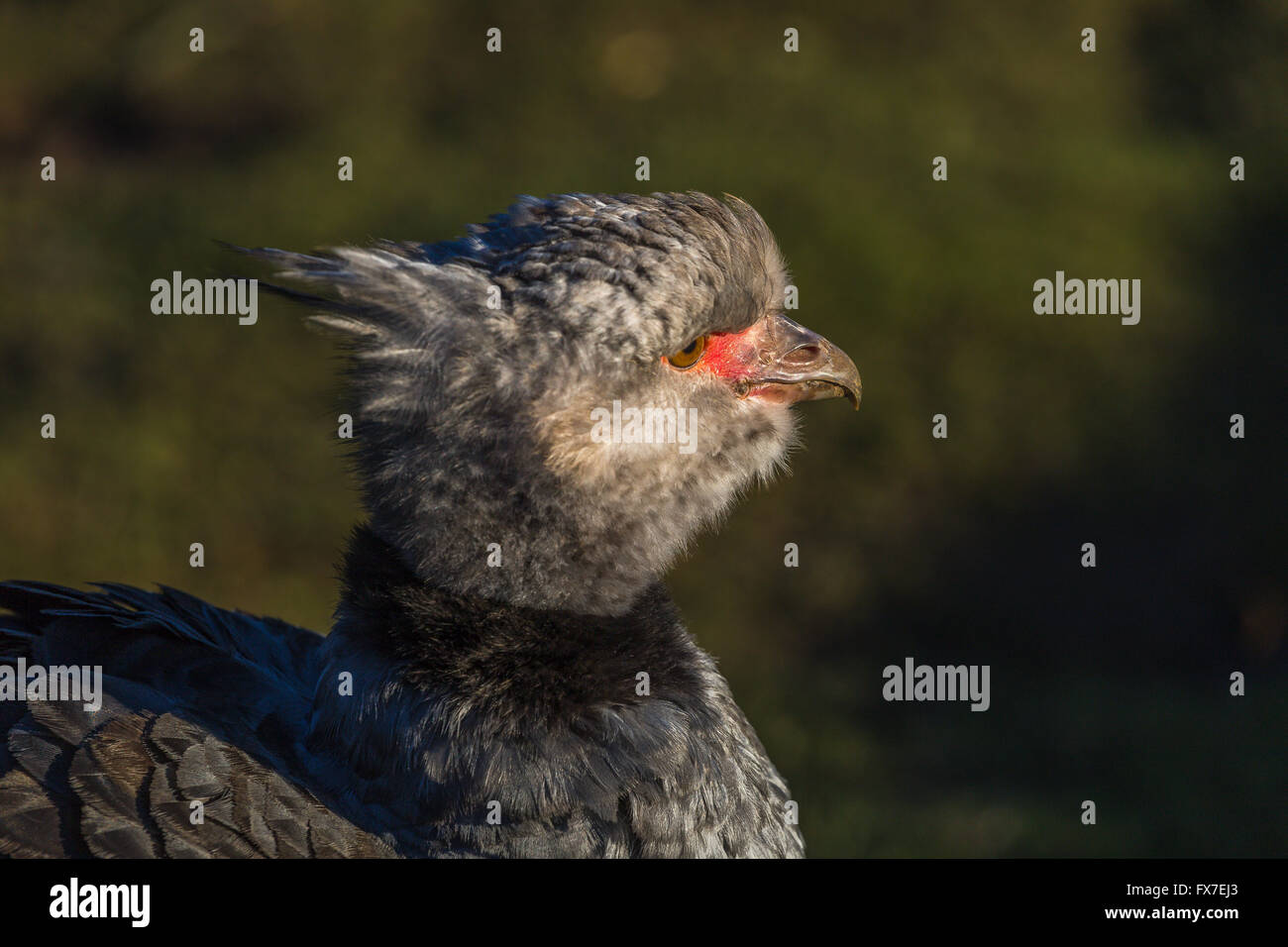 Crested Screamer at Slimbridge Stock Photo - Alamy
