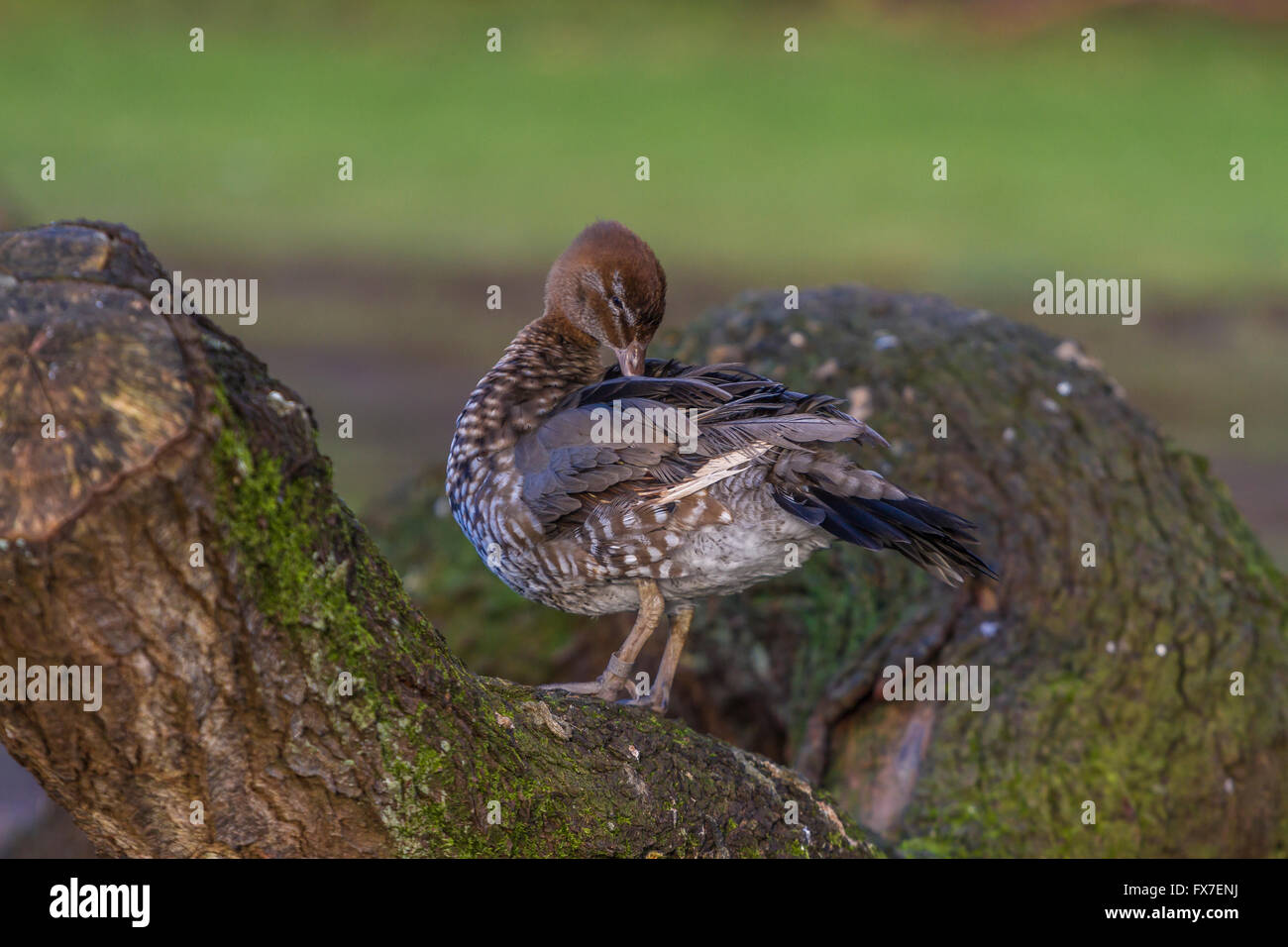 Garganey winter hi-res stock photography and images - Alamy