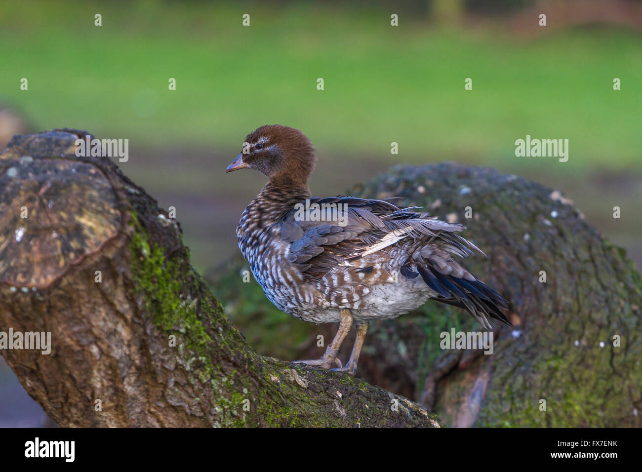 Garganey winter hi-res stock photography and images - Alamy