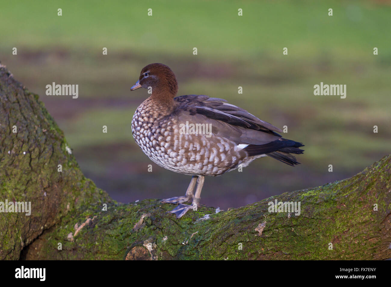 Garganey winter hi-res stock photography and images - Alamy