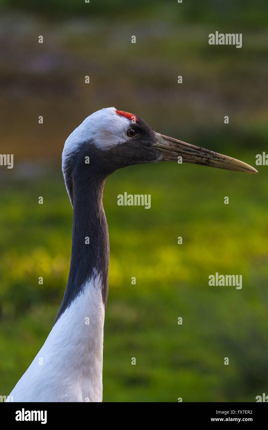 Red Crowned Crane at Slimbridge Stock Photo - Alamy
