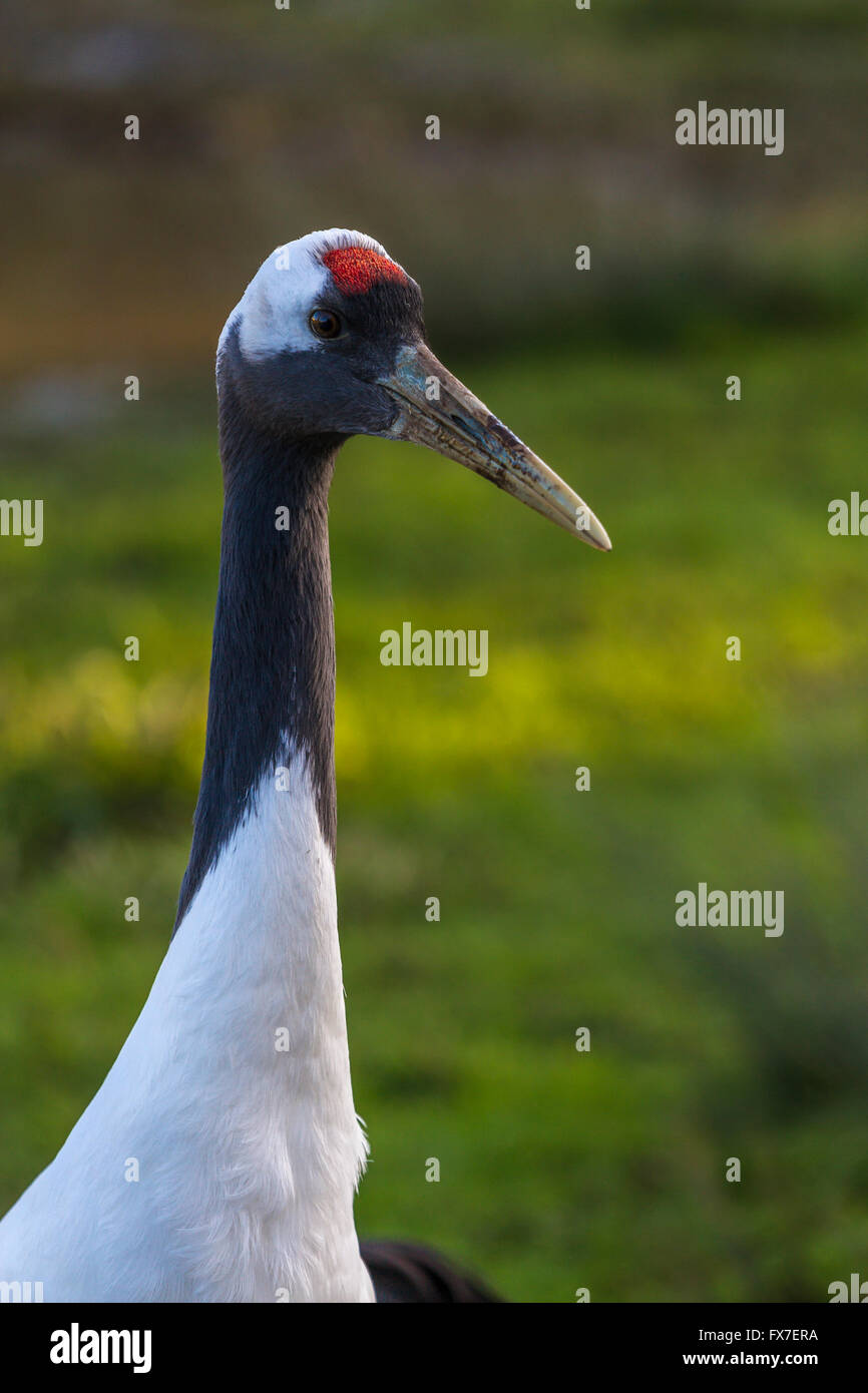 Red Crowned Crane at Slimbridge Stock Photo - Alamy