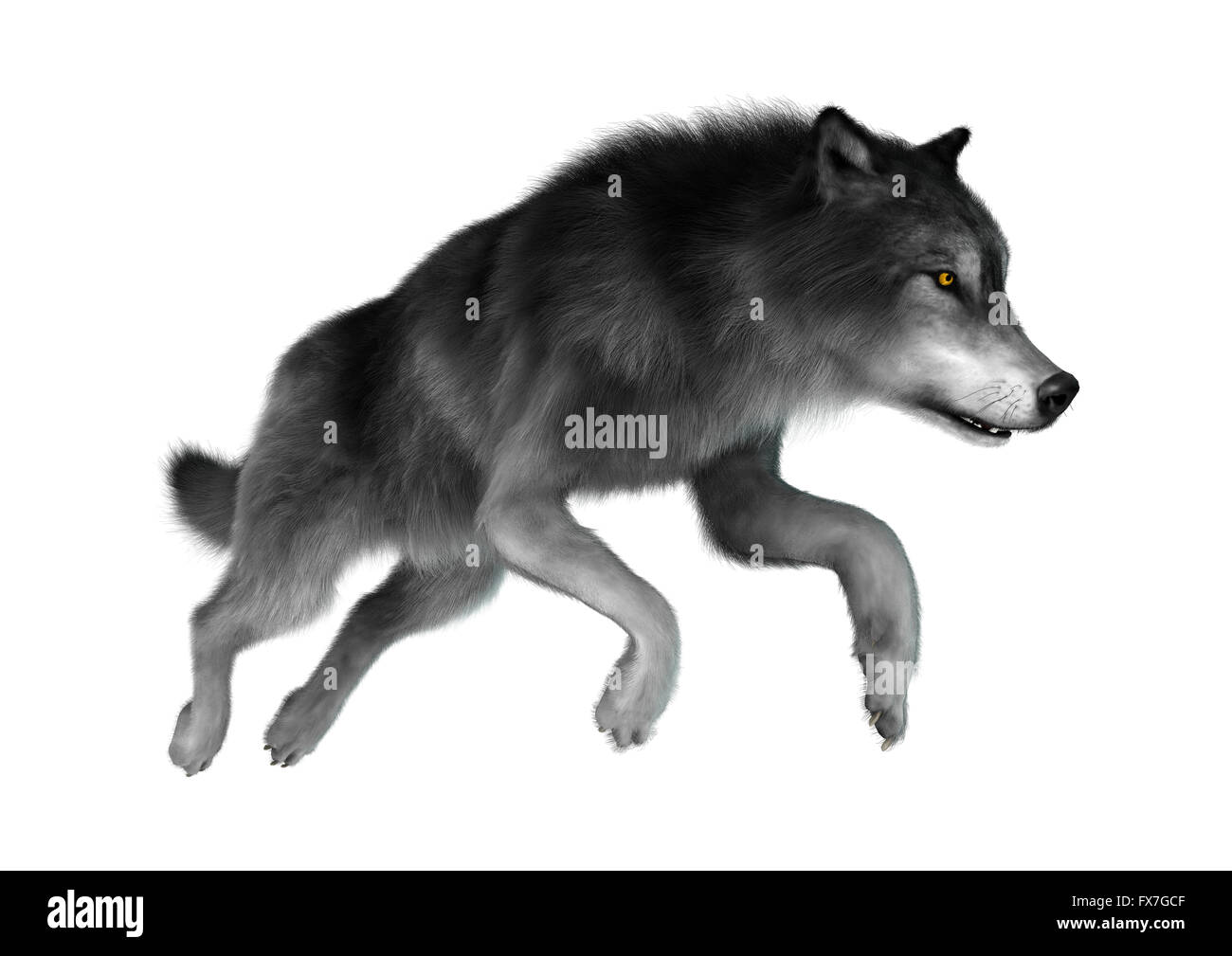 3D Illustration of a gray wolf jumping isolated on white background ...