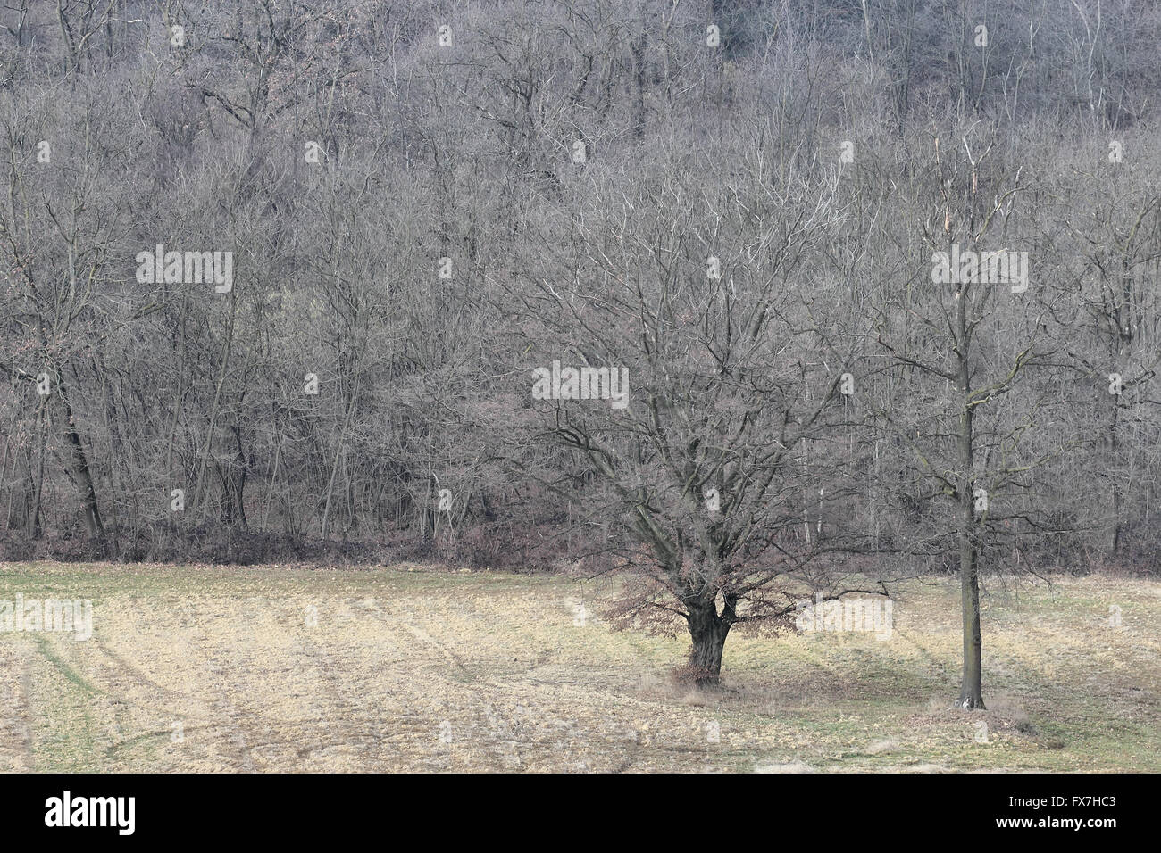 Oak tree in winter hi-res stock photography and images - Alamy