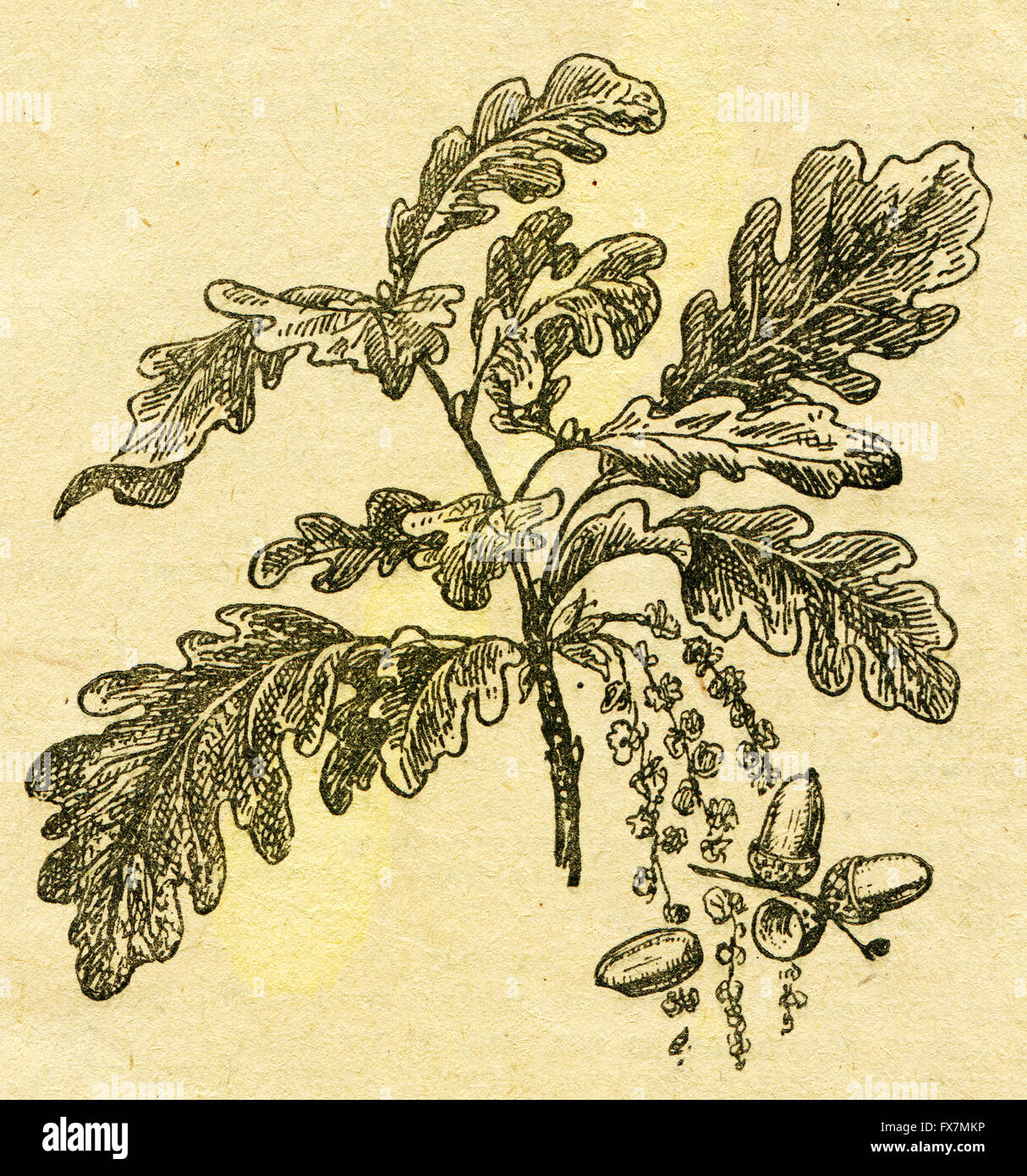 branch of oak - an illustration from the book "In the wake of Robinson ...