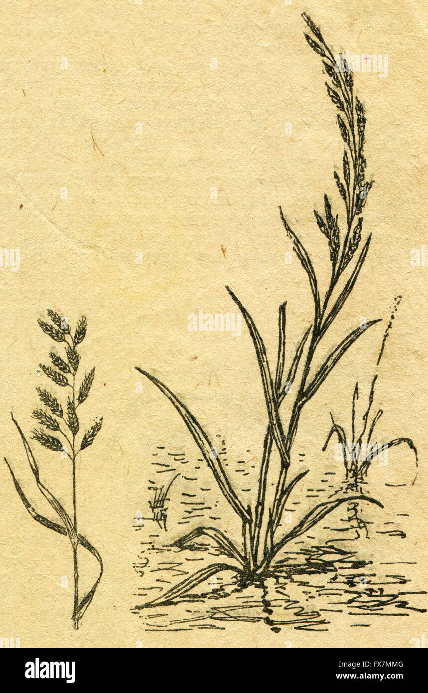 Bromus - known as bromes, brome grasses, cheat grasses or chess grasses ...