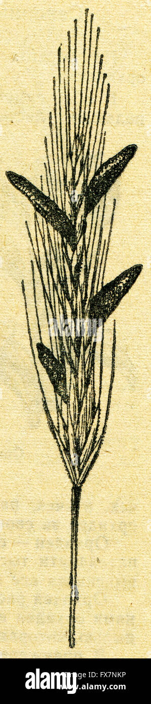 Ergot or ergot fungi - an illustration from the book "In the wake of ...