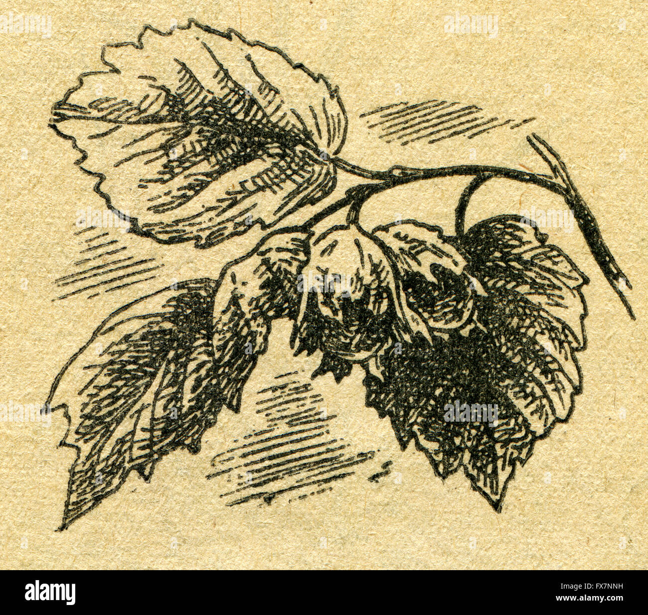 Hazel botanical illustration hi-res stock photography and images - Alamy