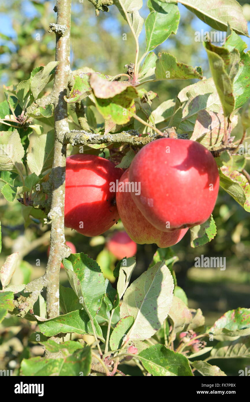 Red rosy hi-res stock photography and images - Alamy