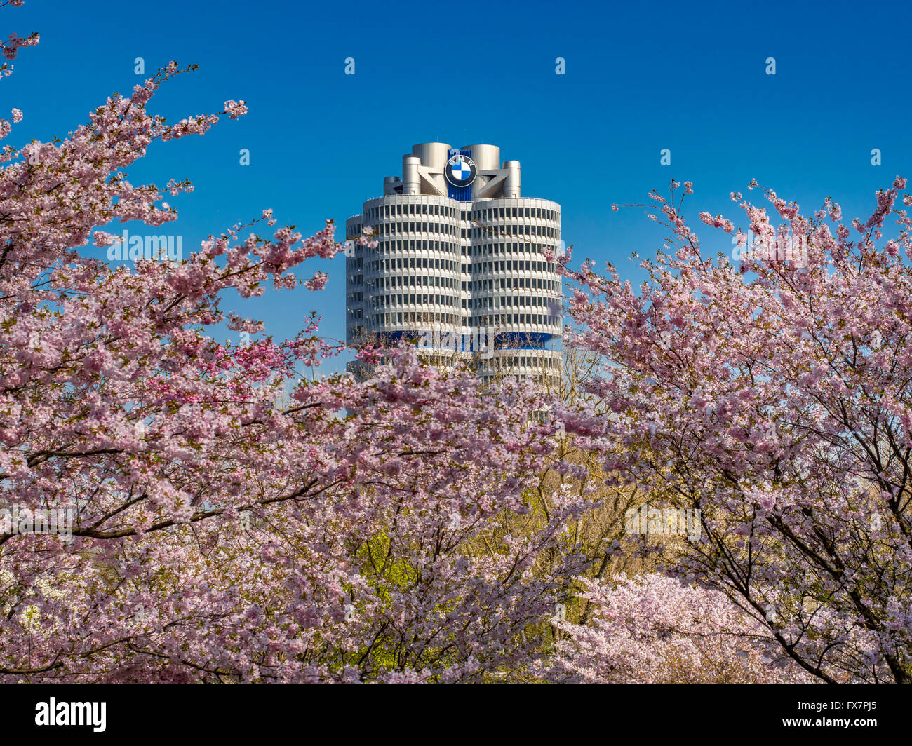 Flowering cherry trees in the Olympic Park in Munich, Bavaria, Germany ...