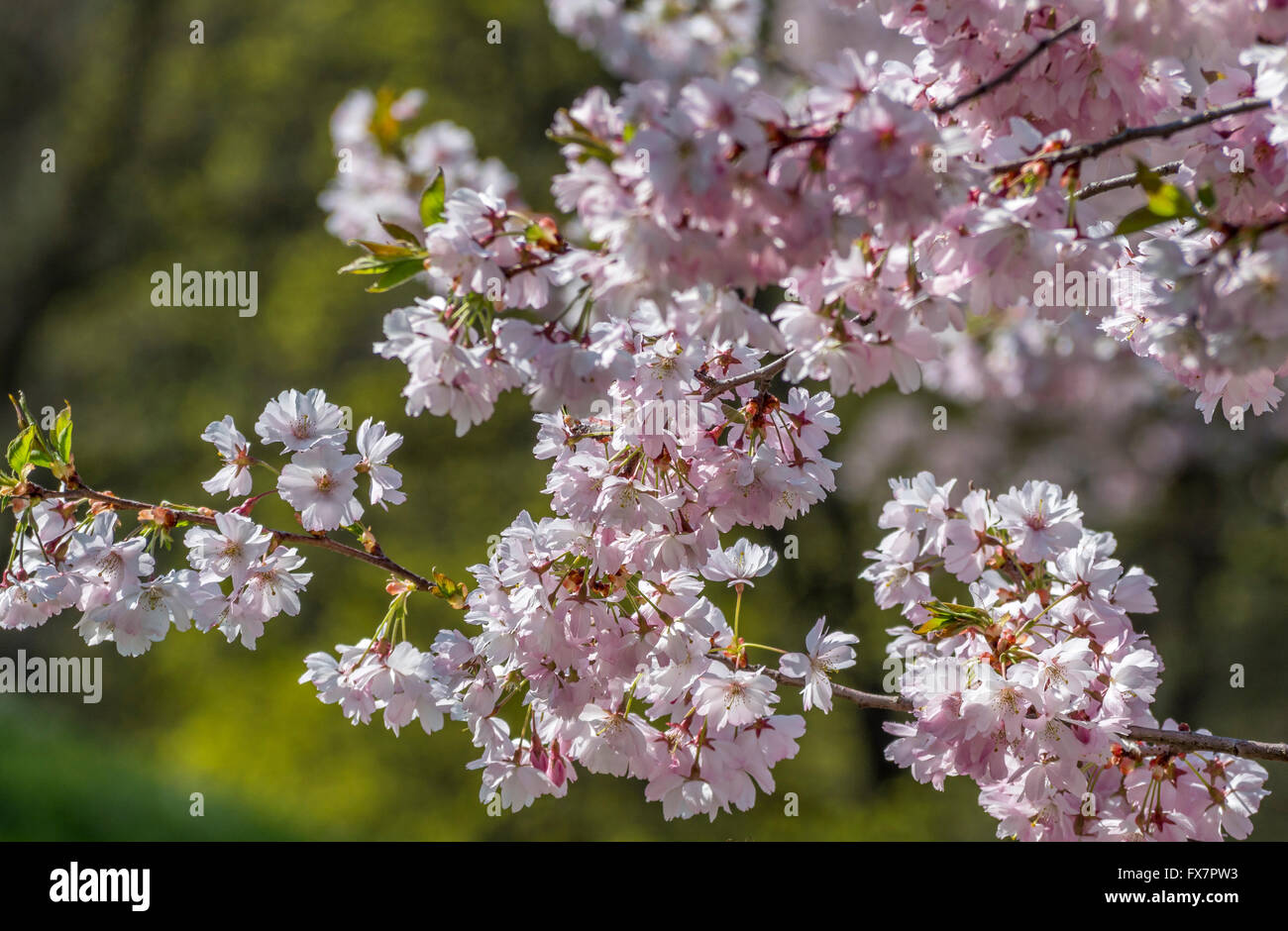 Cherry tree in full blossom, Munich, Germany, Europe Stock Photo - Alamy