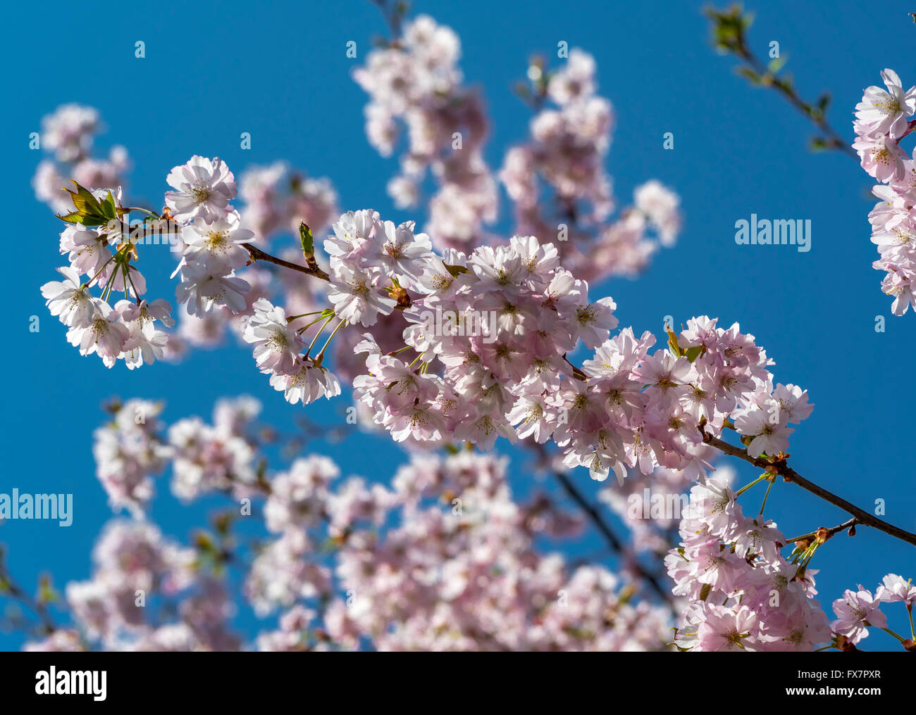 Cherry tree in full blossom, Munich, Germany, Europe Stock Photo - Alamy