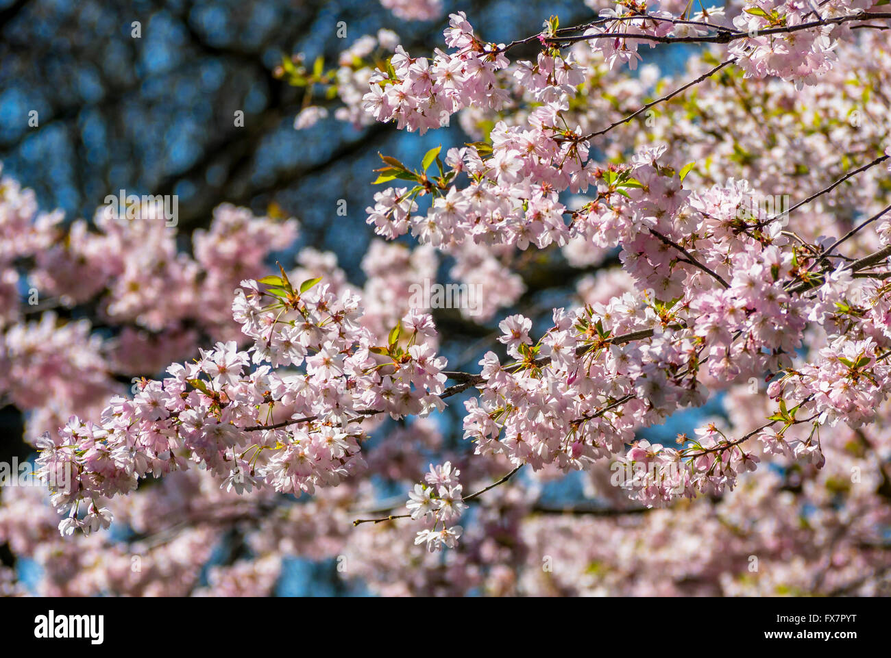 Cherry tree in full blossom, Munich, Germany, Europe Stock Photo - Alamy