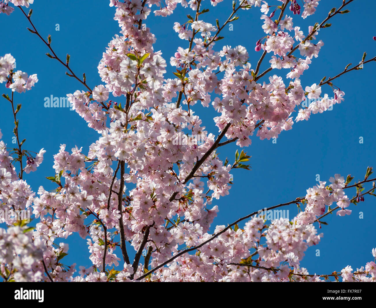 Cherry tree in full blossom, Munich, Germany, Europe Stock Photo - Alamy