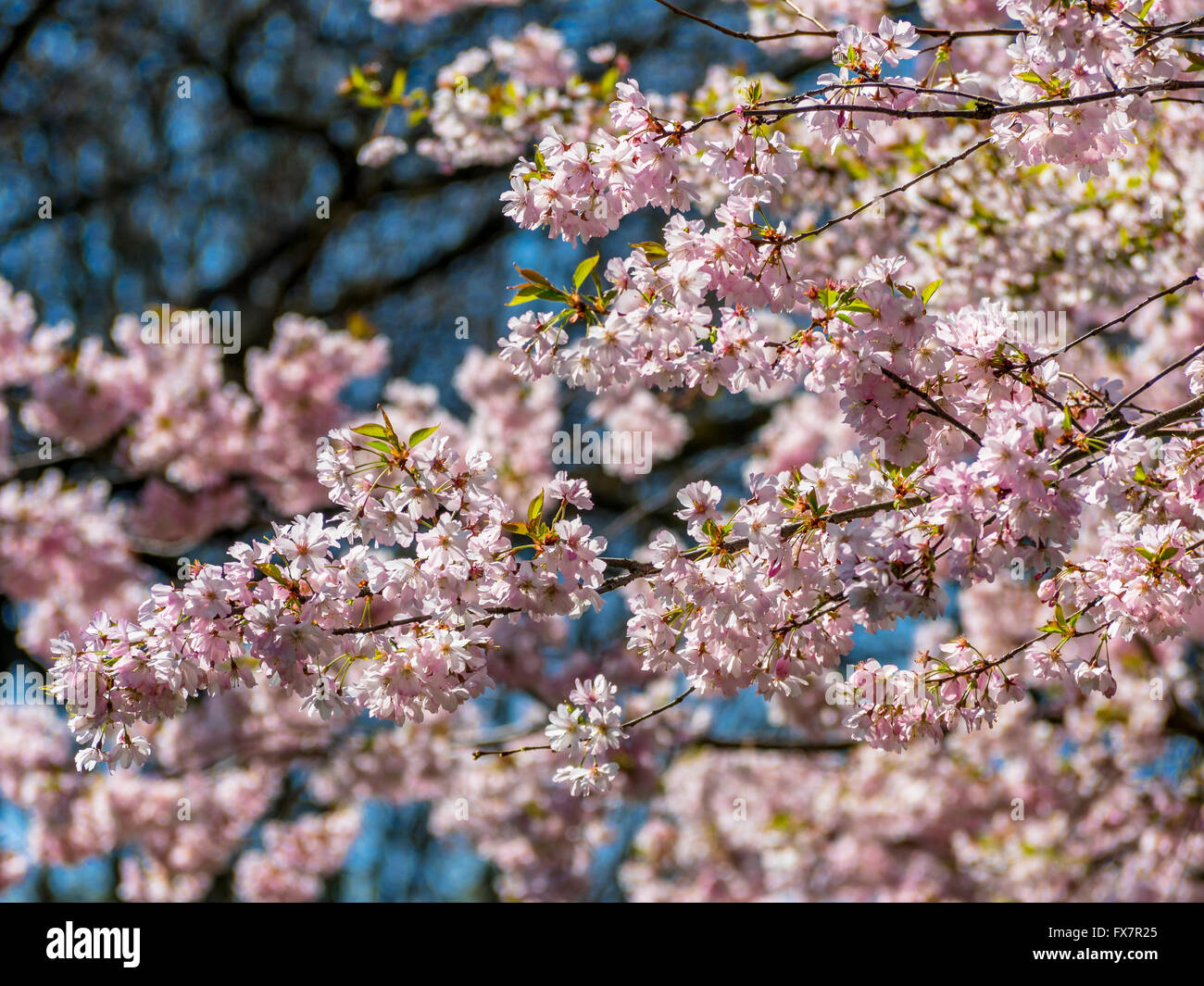 Cherry tree in full blossom, Munich, Germany, Europe Stock Photo - Alamy