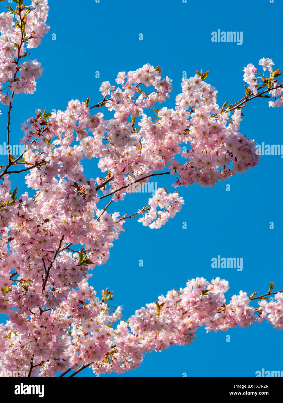 Cherry tree in full blossom, Munich, Germany, Europe Stock Photo - Alamy