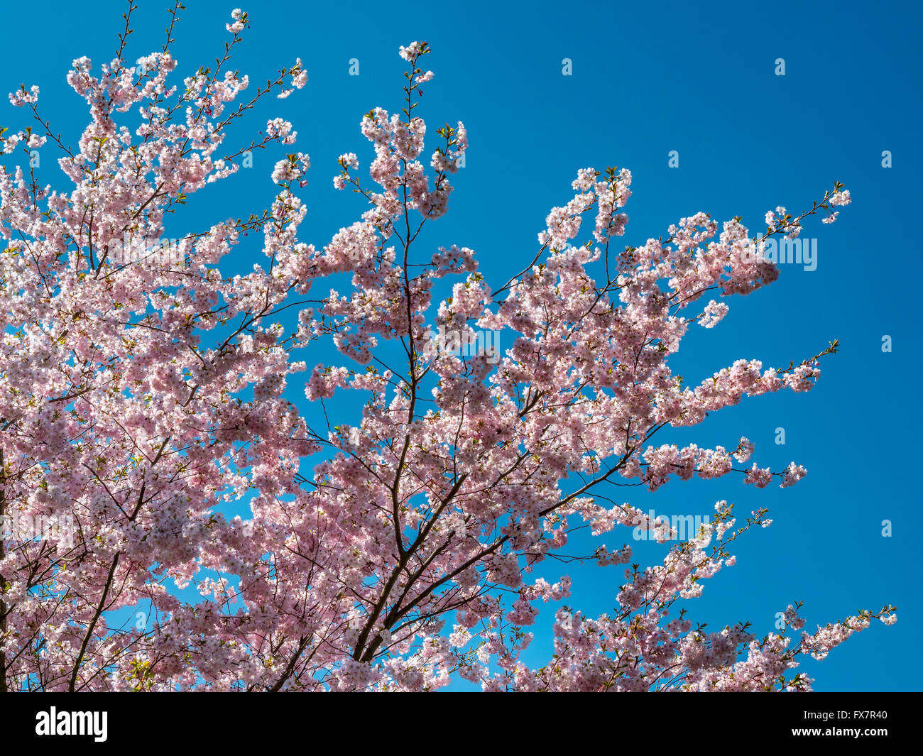 Cherry tree in full blossom, Munich, Germany, Europe Stock Photo - Alamy