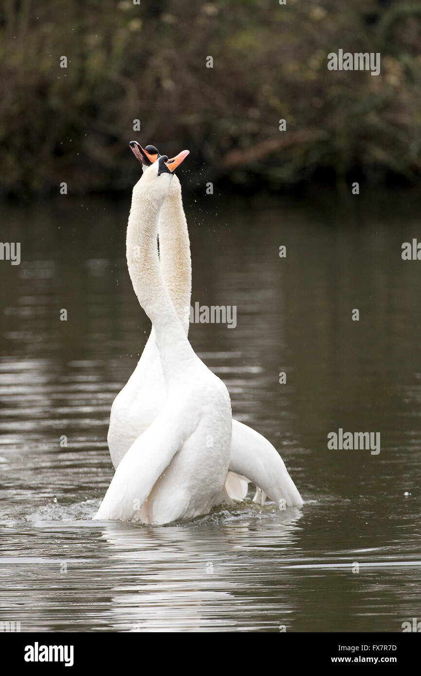 Mute Swans courtship Stock Photo - Alamy