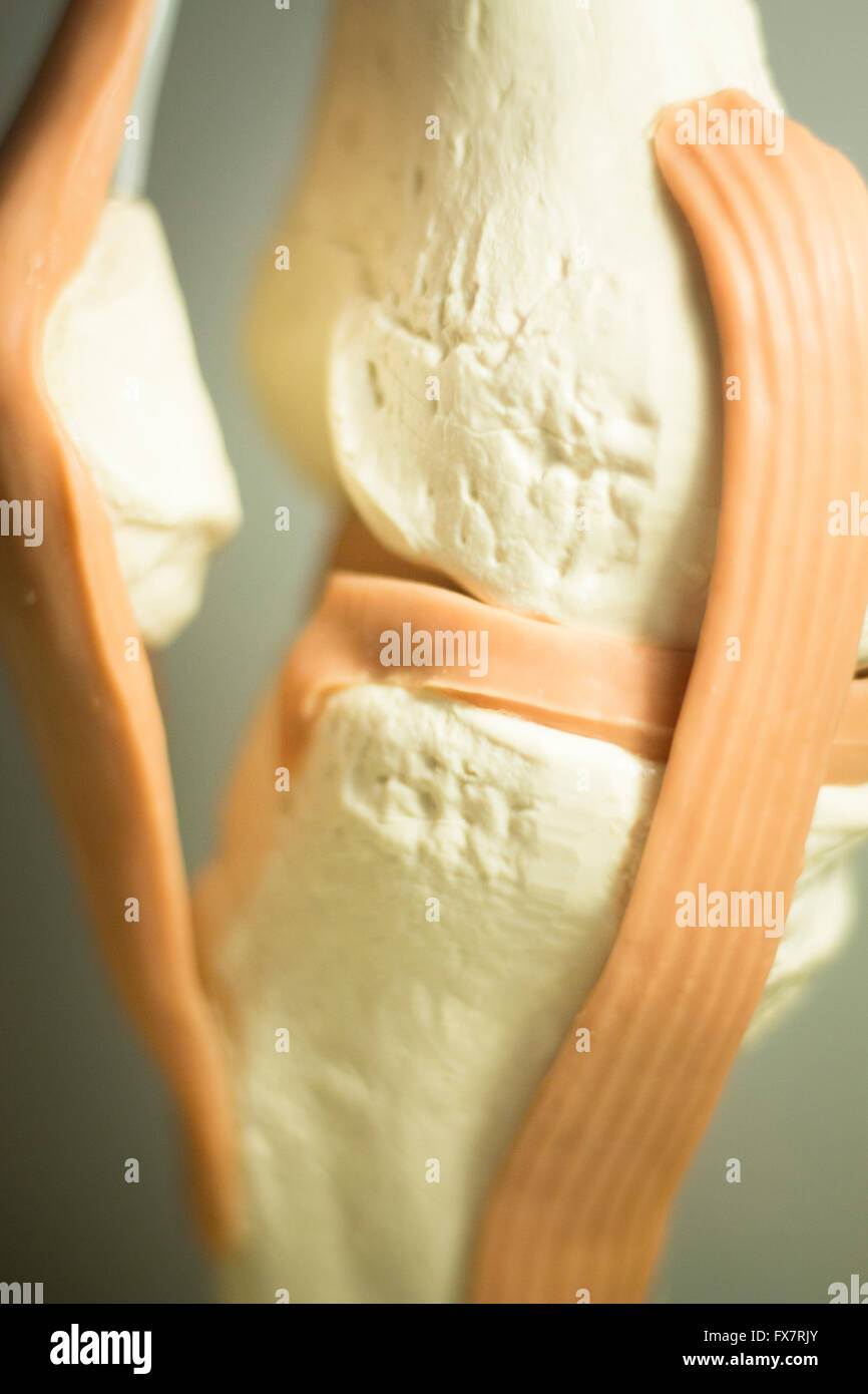 Knee joints meniscus tendons plastic teaching model for taumatology and ...