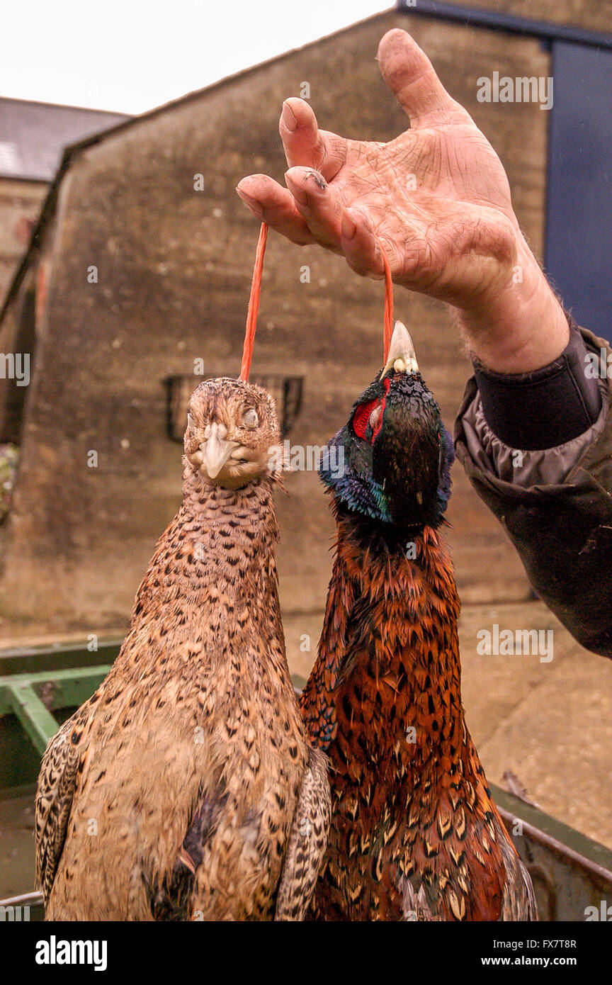 Springhead estate hi-res stock photography and images - Alamy