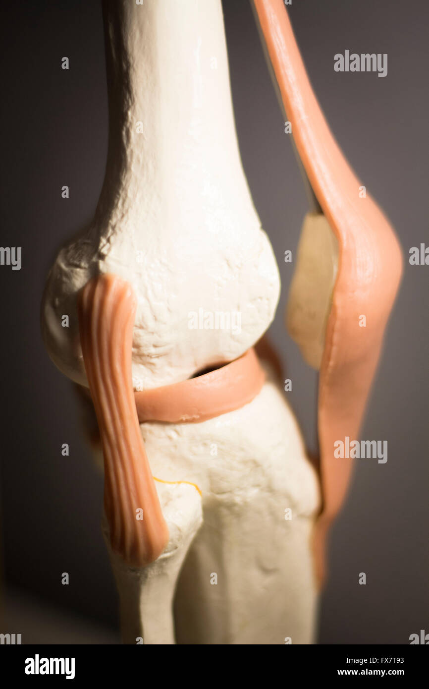 Knee joints meniscus tendons plastic teaching model for taumatology and ...