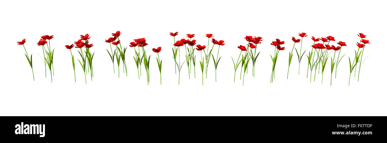 3D Illustration of red poppies isolated on white background Stock Photo ...