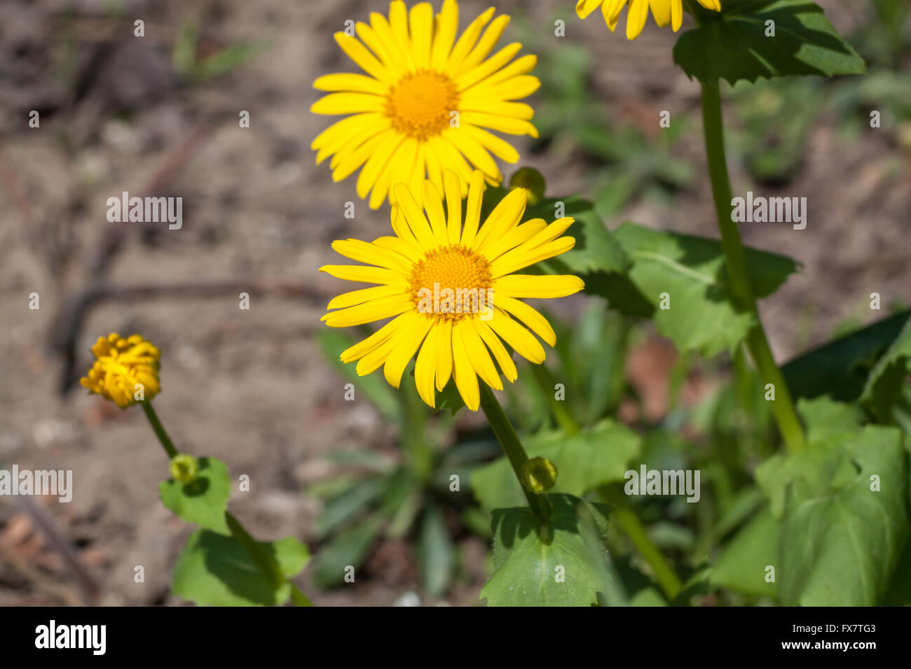 Leopard's Bane (Doronicum orientale Stock Photo - Alamy