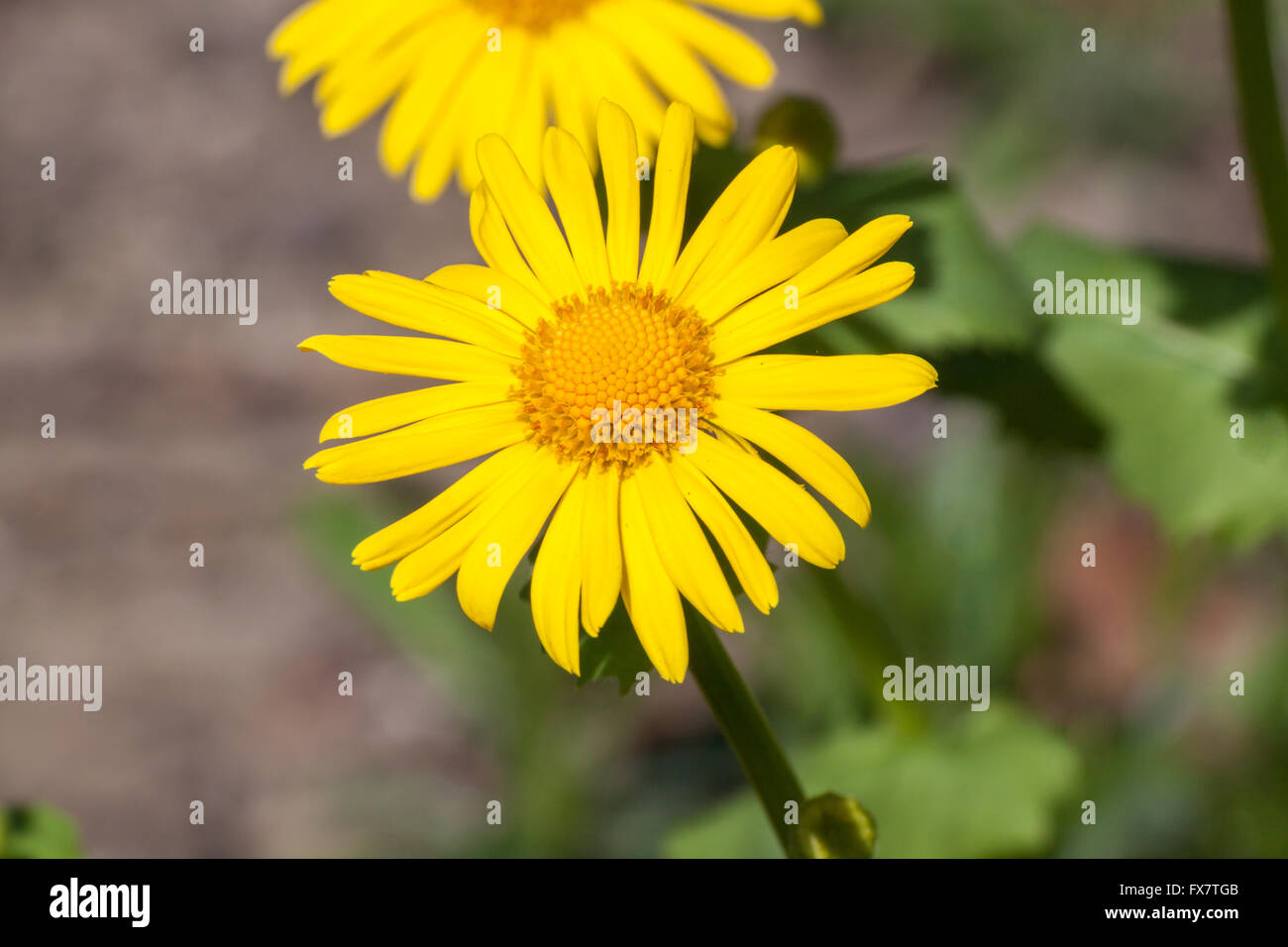 Leopards bane flower hi-res stock photography and images - Alamy