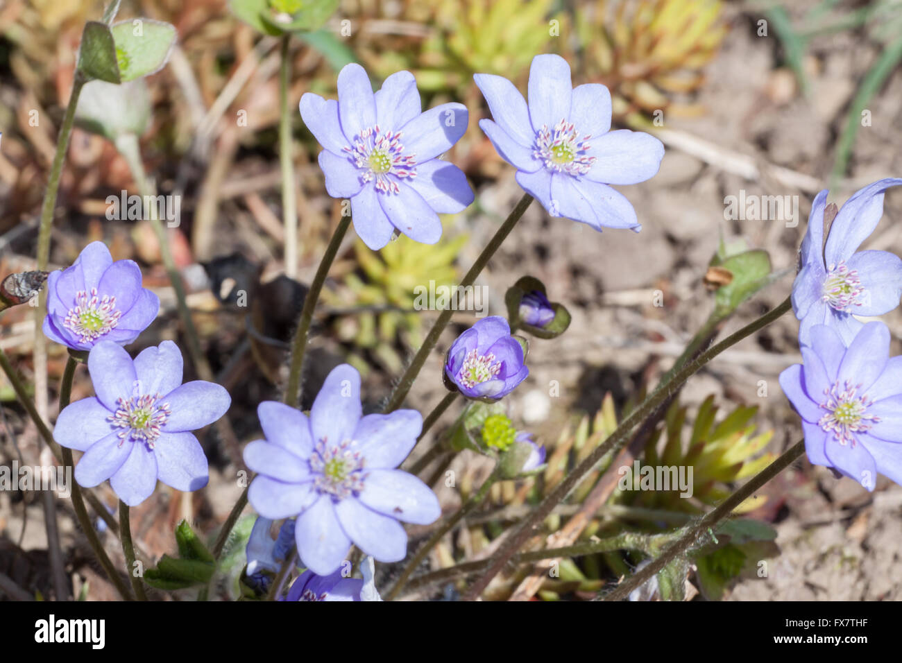 Hepatica Americana High Resolution Stock Photography and Images - Alamy