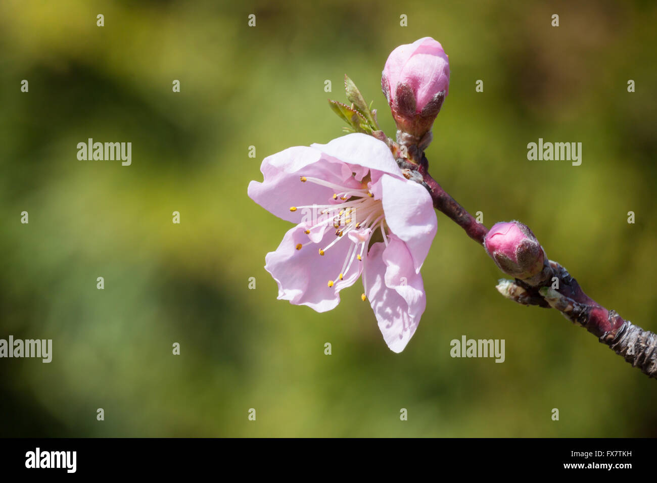 Peach flower hi-res stock photography and images - Alamy