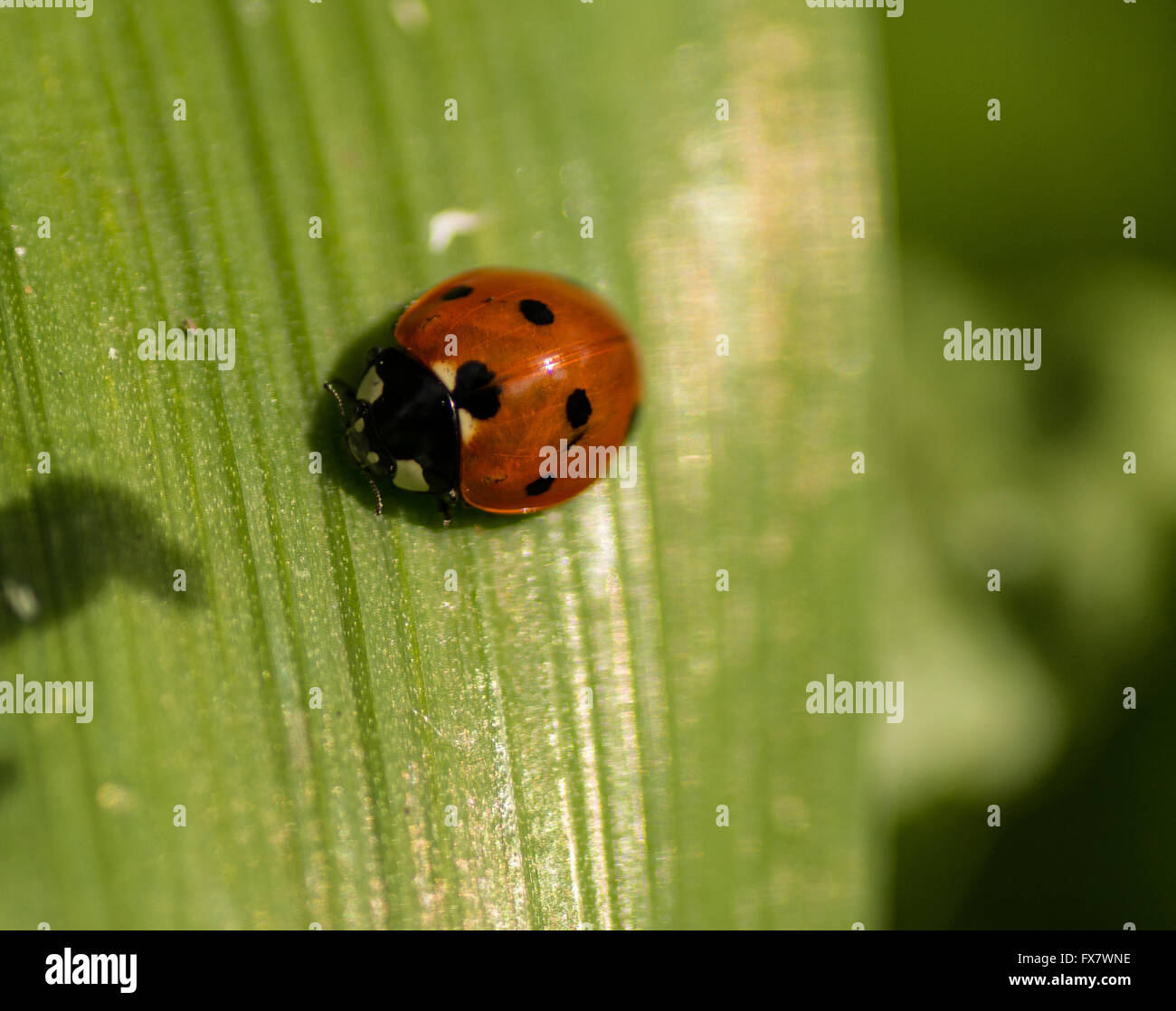 Ladybird macro hi-res stock photography and images - Alamy