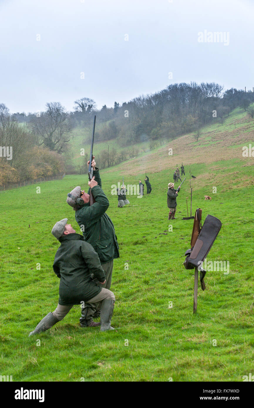 Pheasant and partridge shoot on the Angmering Estate, near Worthing ...
