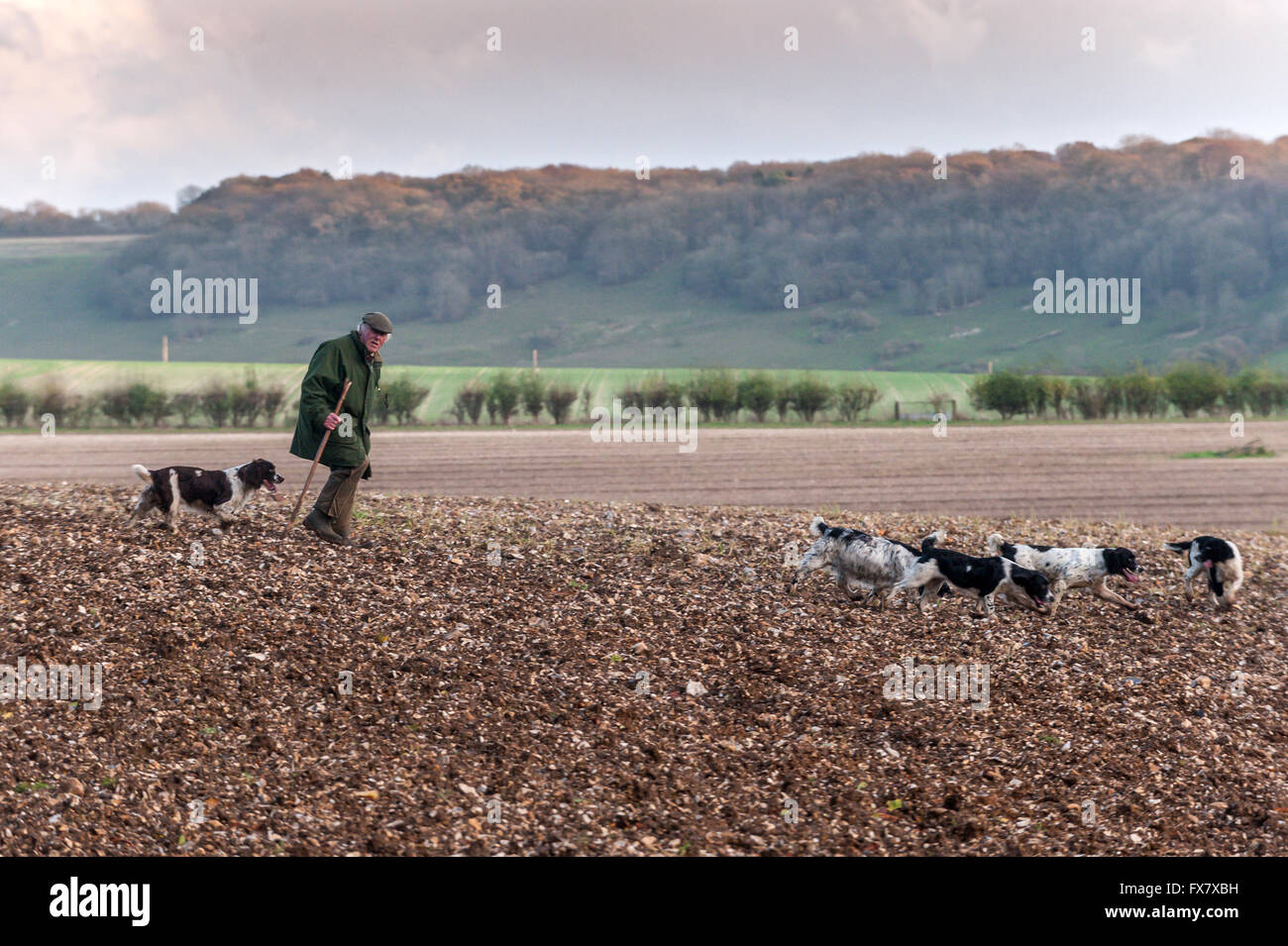 Pheasant and partridge shoot on the Angmering Estate, near Worthing ...