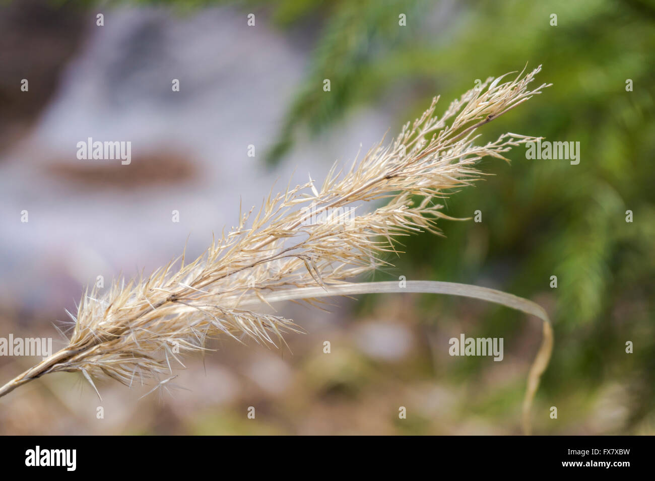 Culm grass hi-res stock photography and images - Alamy